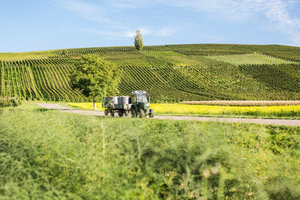 Auggener Schäf: 100 Jahre Tradition und Genuss
